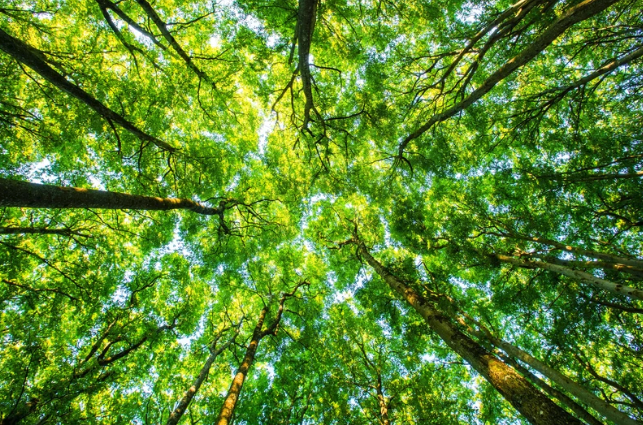 Trees for Trade, Projects & Commercial Purposes - Hillier Trees