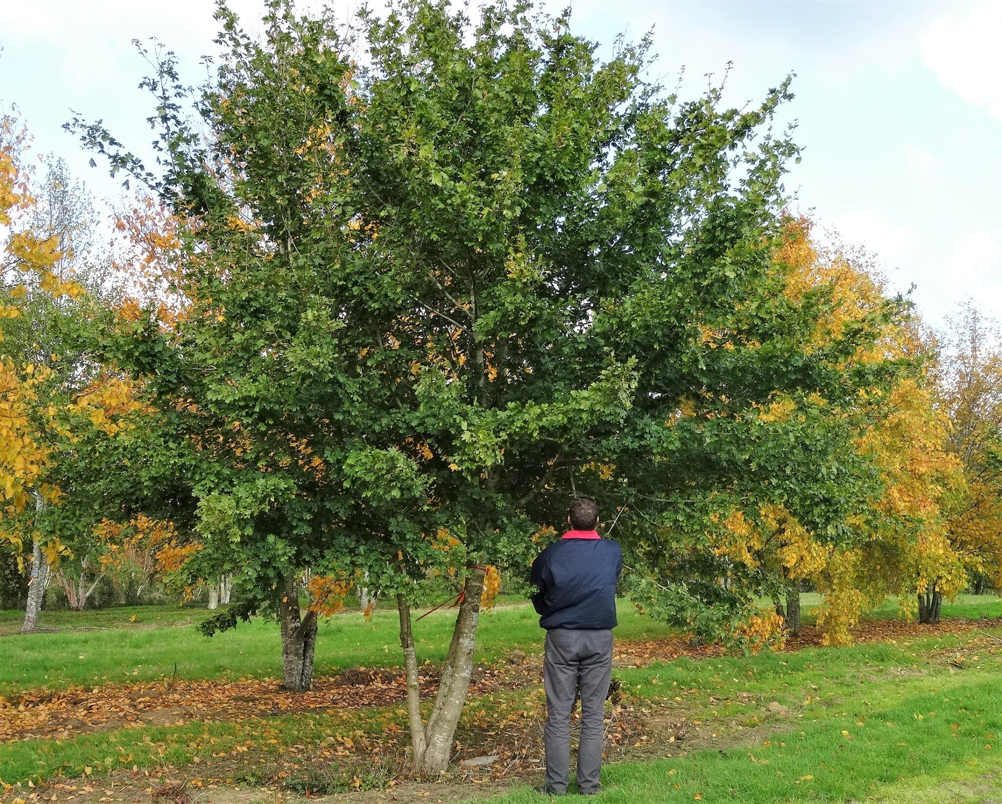 Acer campestre | Hillier Trees
