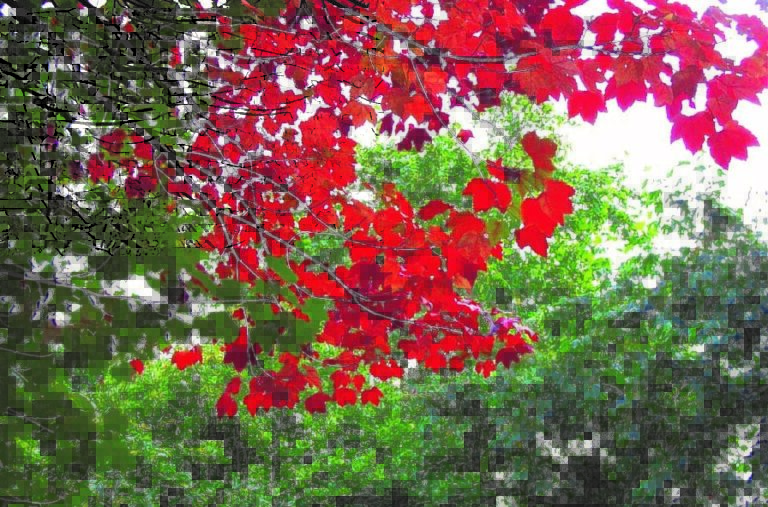 Acer rubrum 'Karpick' Tree | Hillier Trees