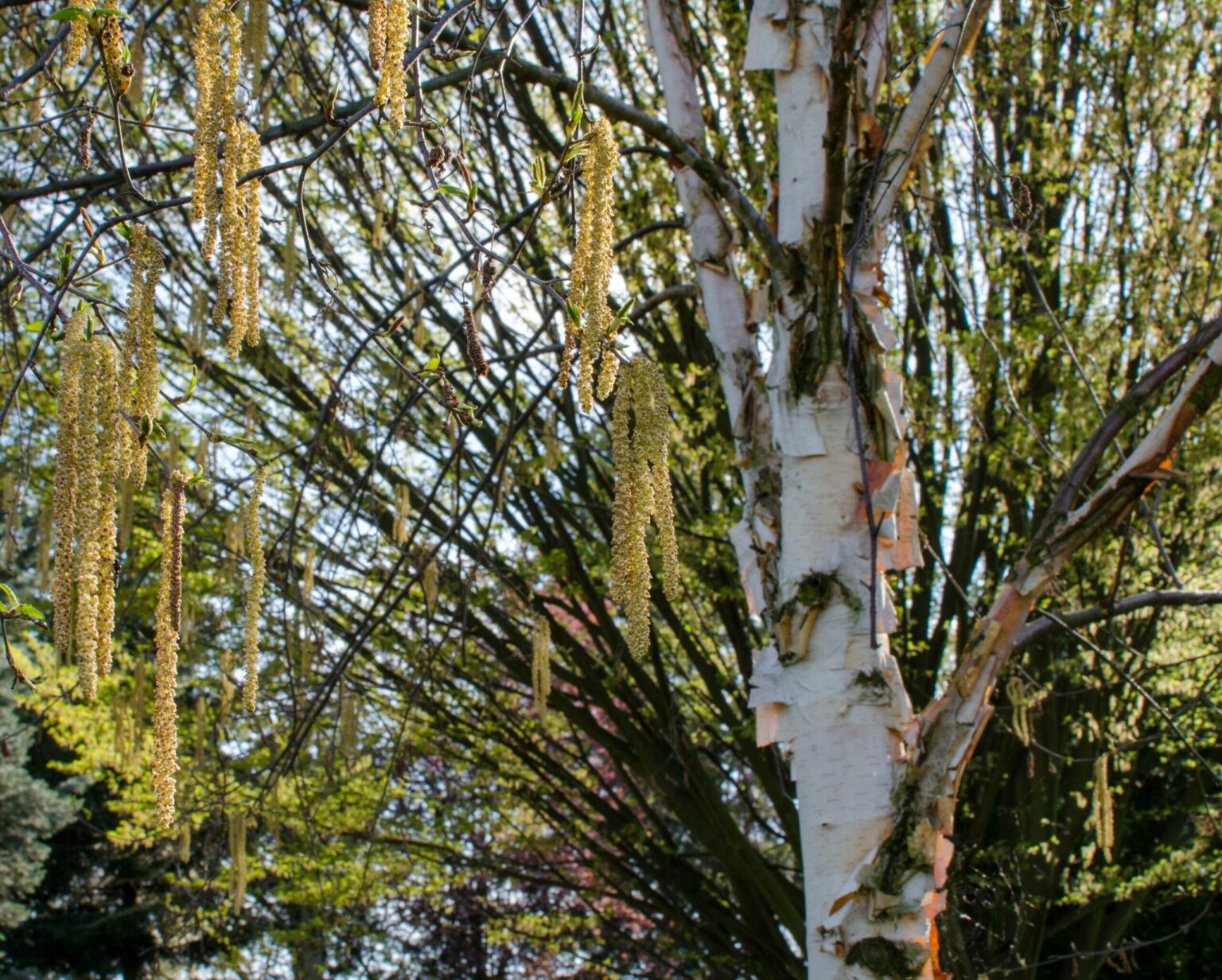 Betula albosinensis ‘Fascination’ Tree | Hillier Trees