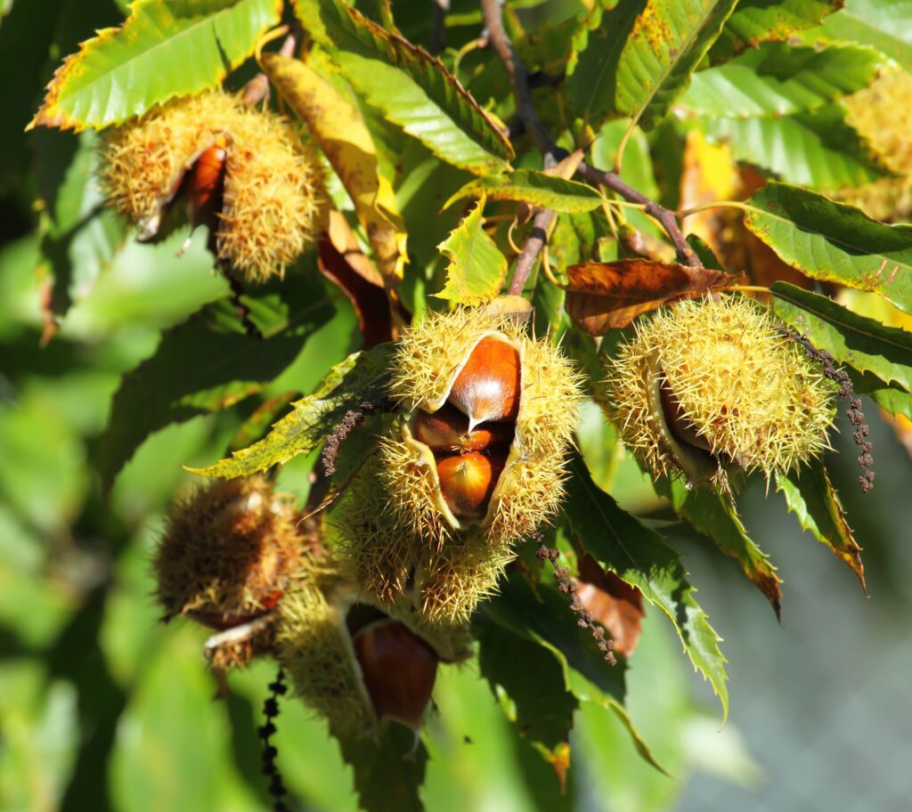 Castanea sativa Tree | Hillier Trees