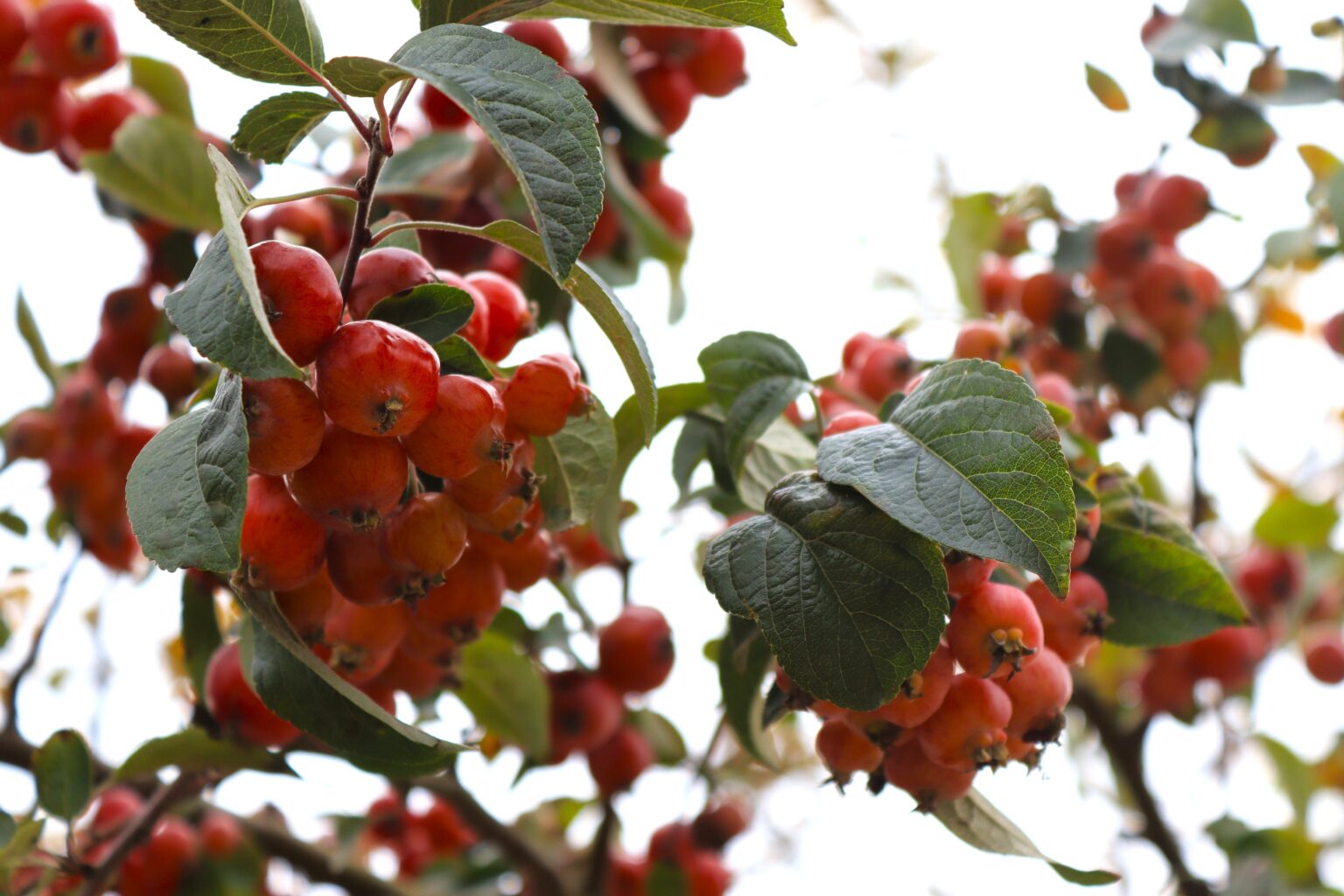 Trees for Trade, Projects & Commercial Purposes - Hillier Trees