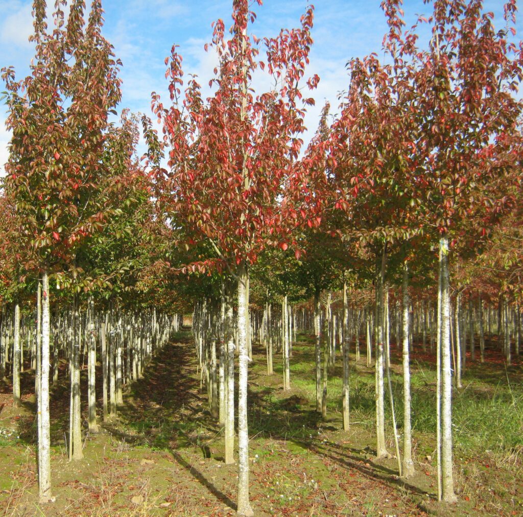 Hillier Trees Assists New Planting Project at Pelsall Common