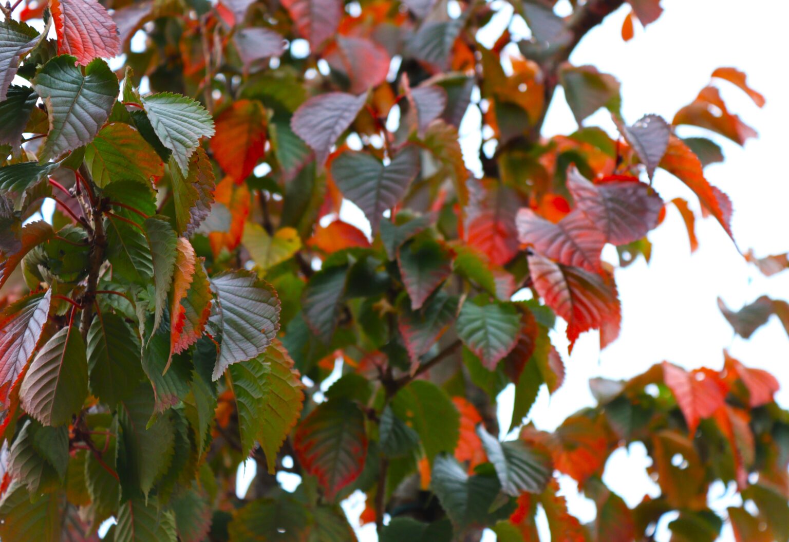 Prunus 'Spire' | Hillier Trees