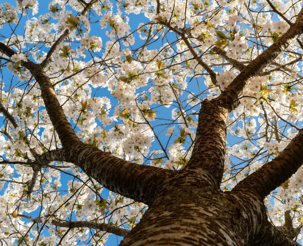 Biosecurity - Hillier Trees