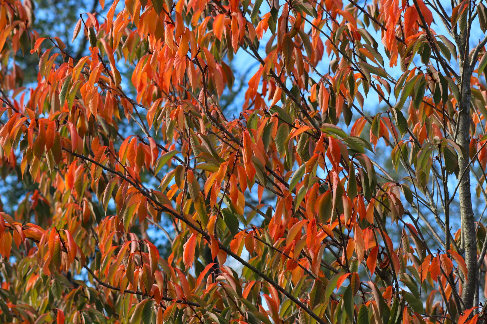 Trees for Trade, Projects & Commercial Purposes - Hillier Trees