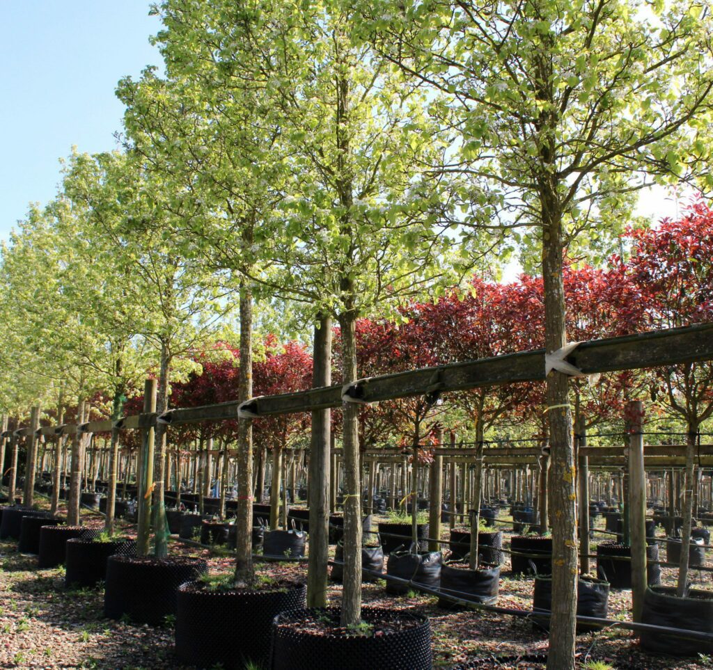 Our Tree Services - Hillier Trees