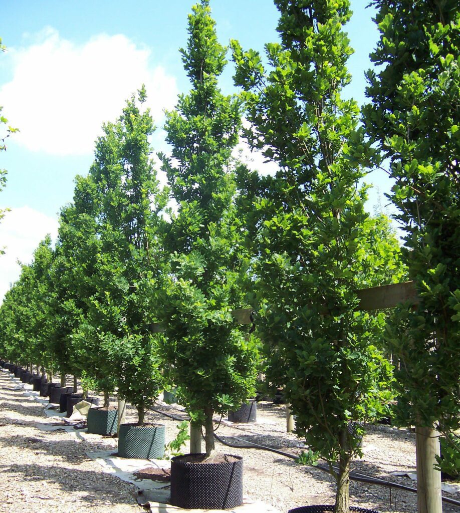 Quercus robur Fastigiata Tree | Hillier Trees