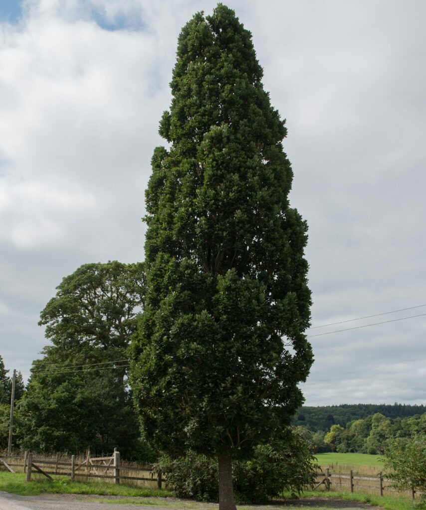 Quercus robur Fastigiata Tree | Hillier Trees
