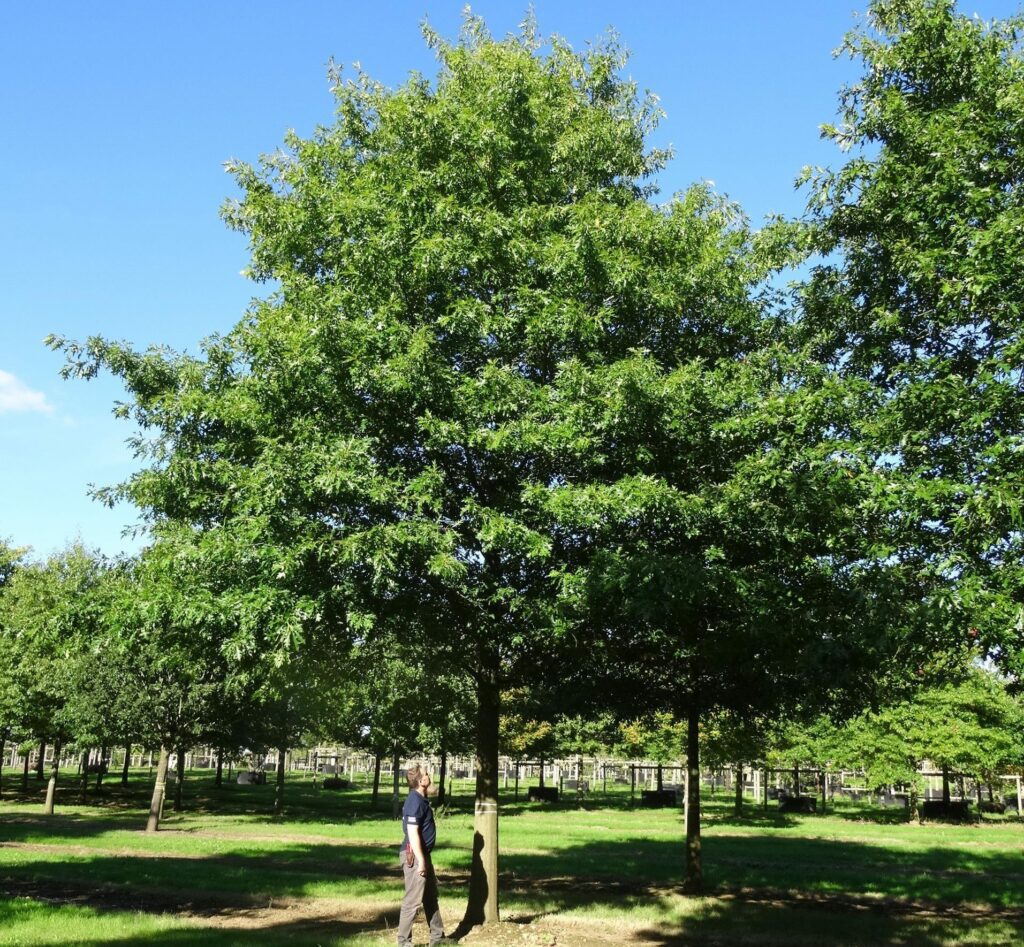 Quercus rubra Tree | Hillier Trees
