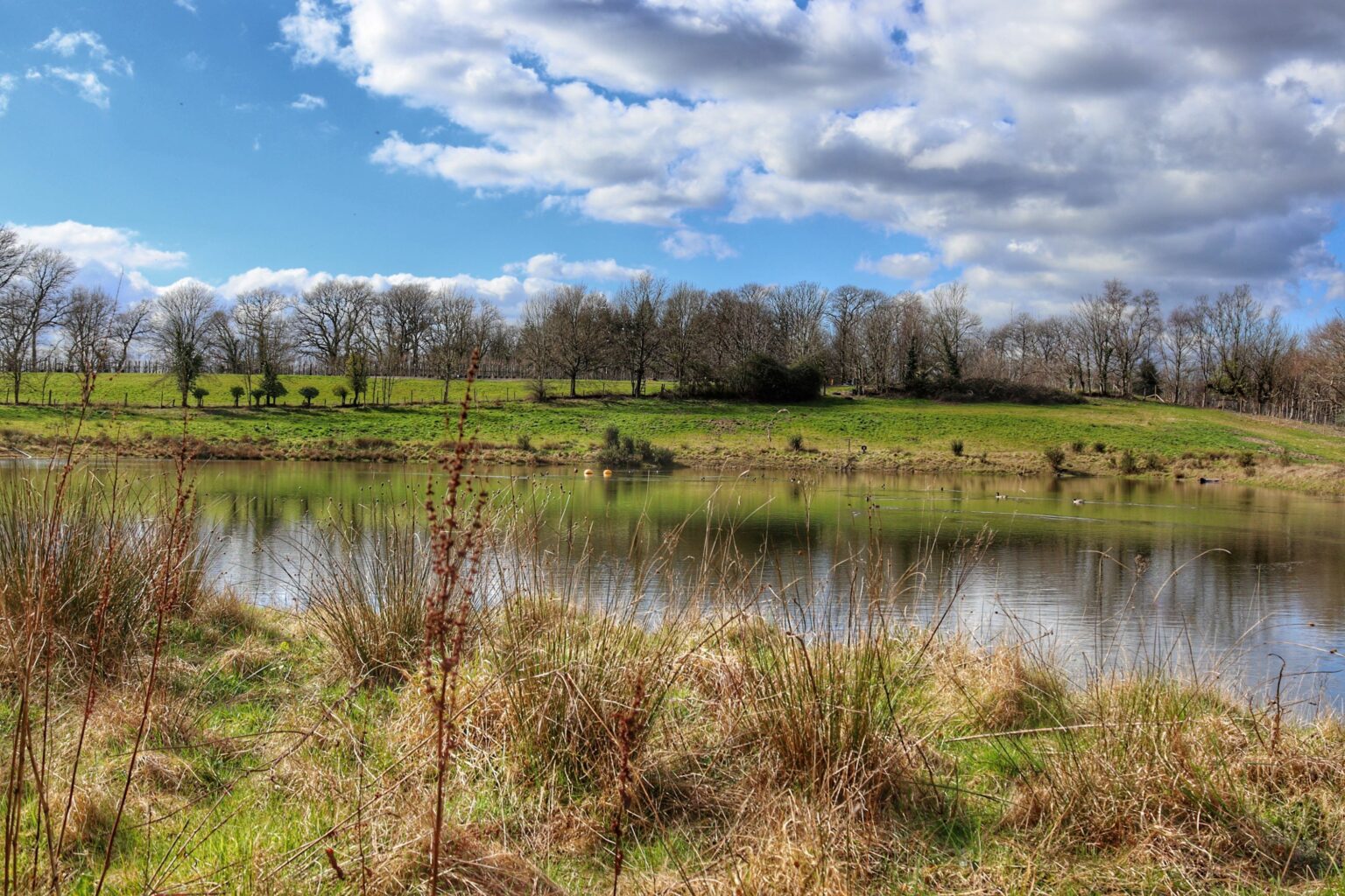 Trees for Trade, Projects & Commercial Purposes - Hillier Trees