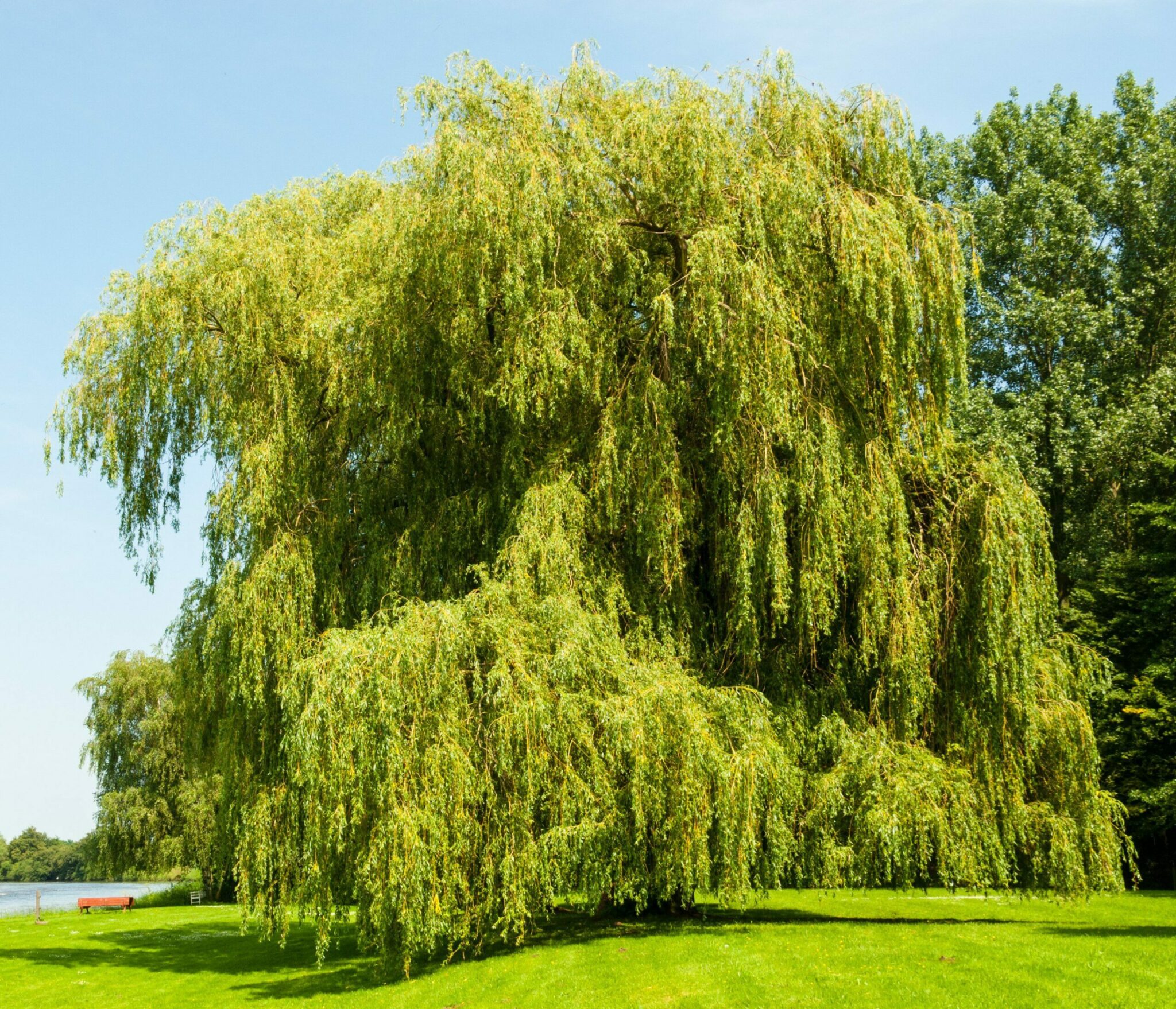 Salix alba Tree | Hillier Trees