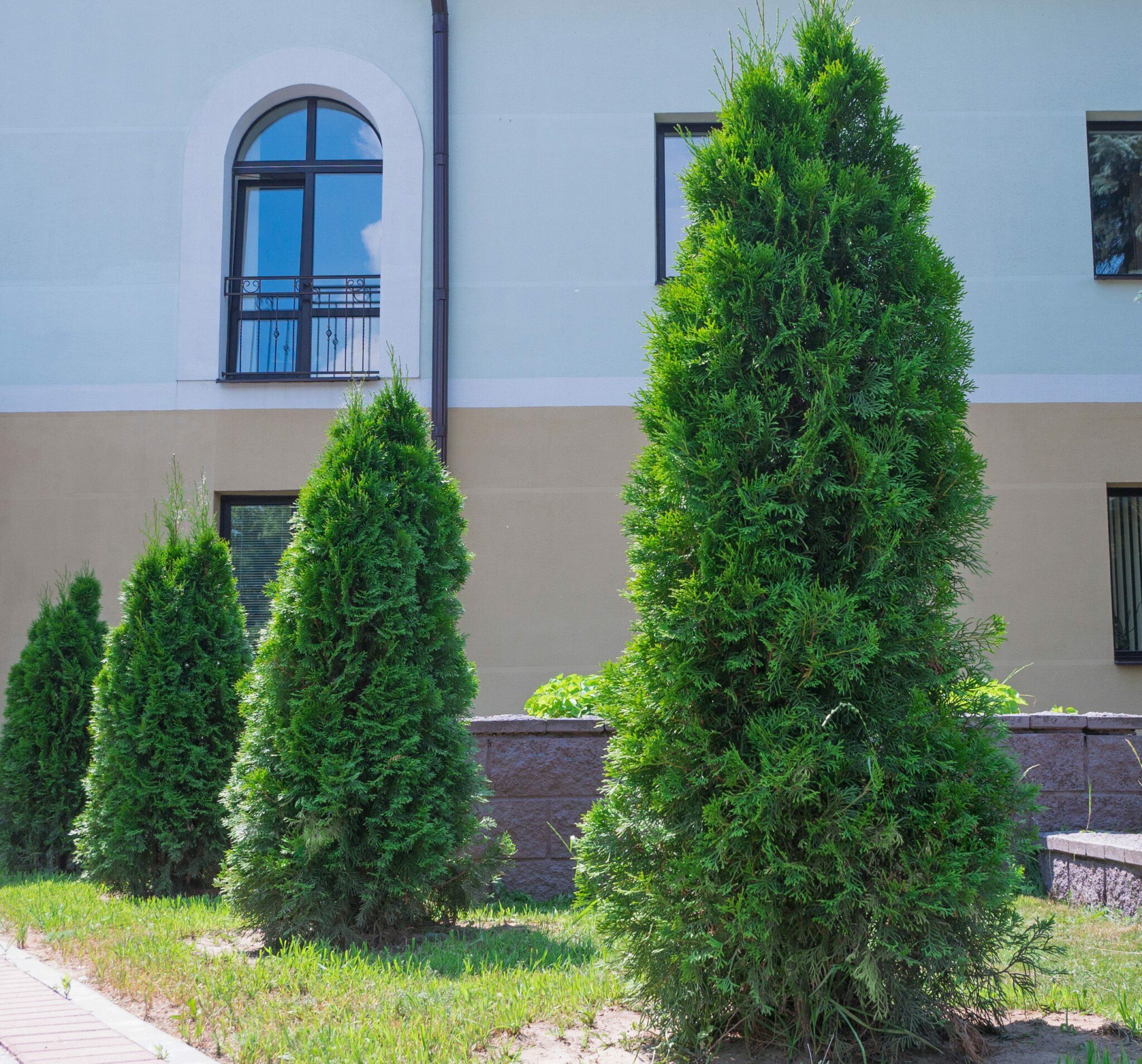 Thuja plicata 'Fastigiata' | Hillier Trees