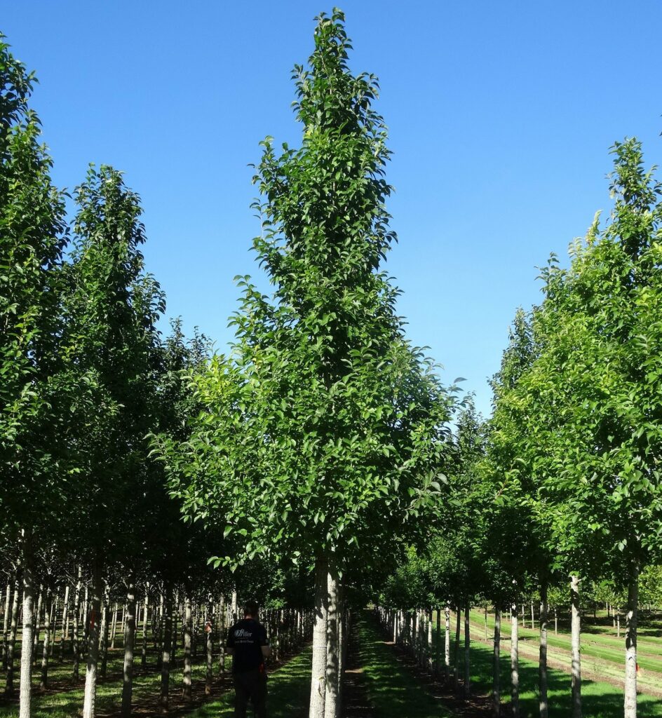 Ulmus ‘New Horizon’ Tree | Hillier Trees