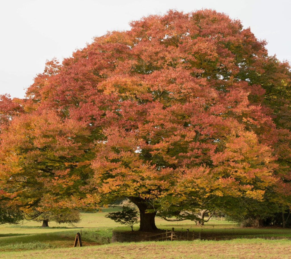Zelkova serrata ‘Green Vase’ | Hillier Trees