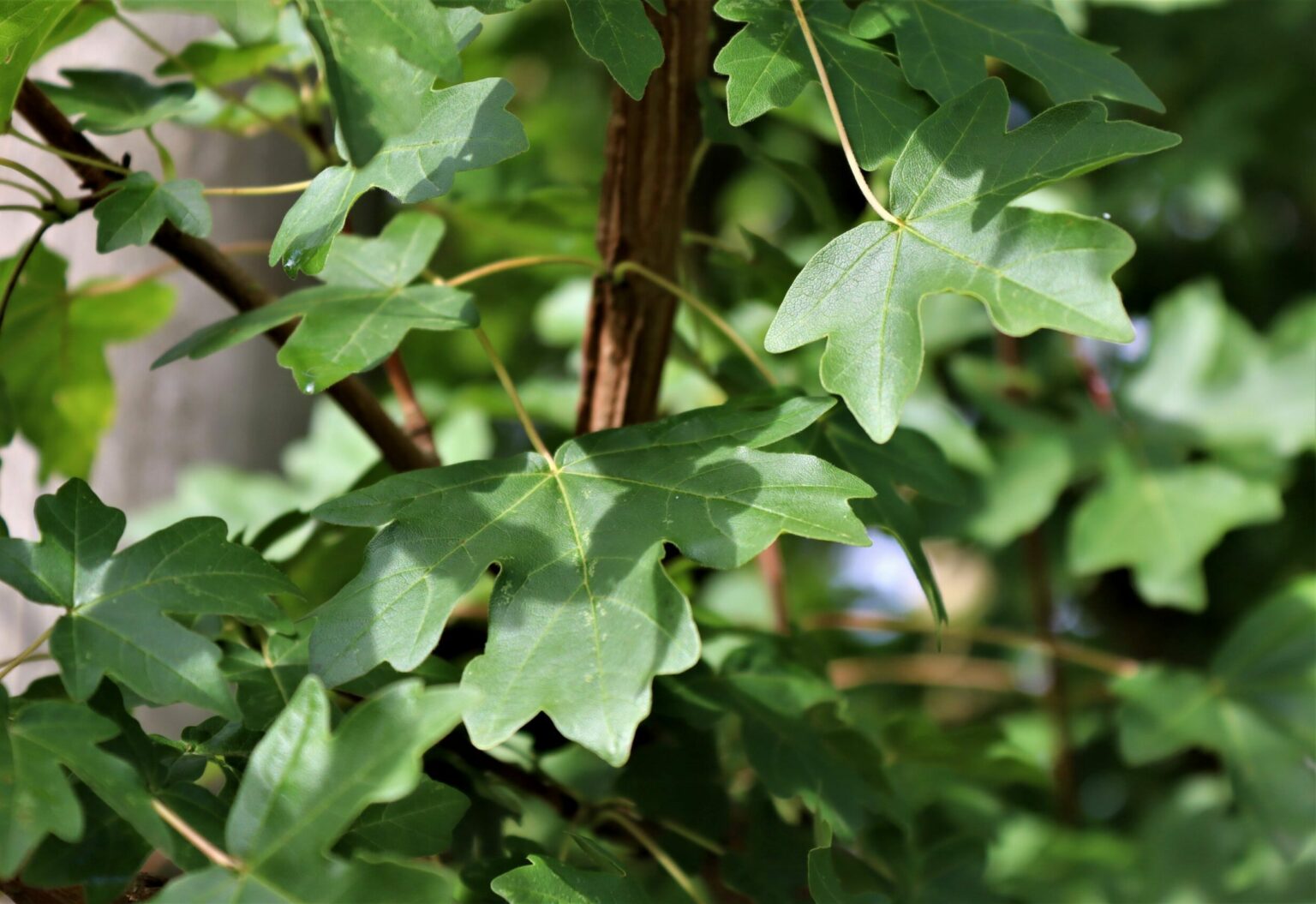 Trees for Trade, Projects & Commercial Purposes - Hillier Trees