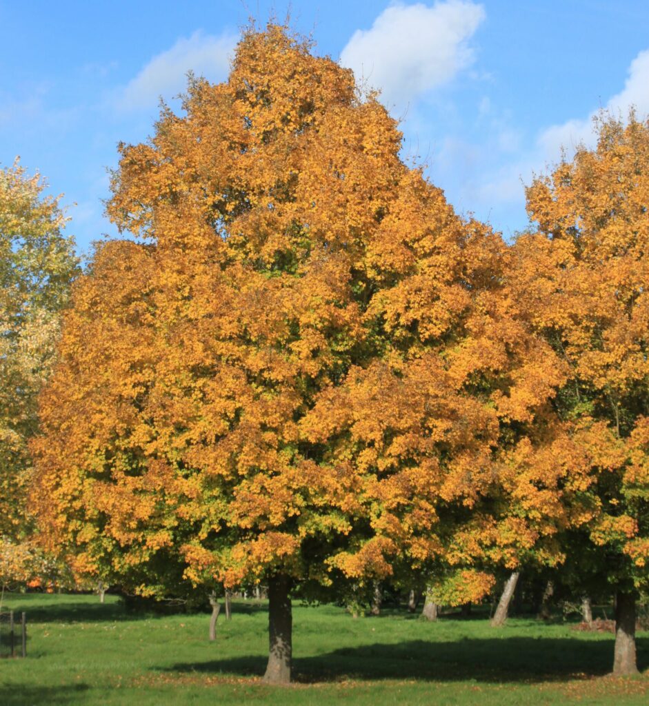 Acer campestre 'Queen Elizabeth' | Hillier Trees
