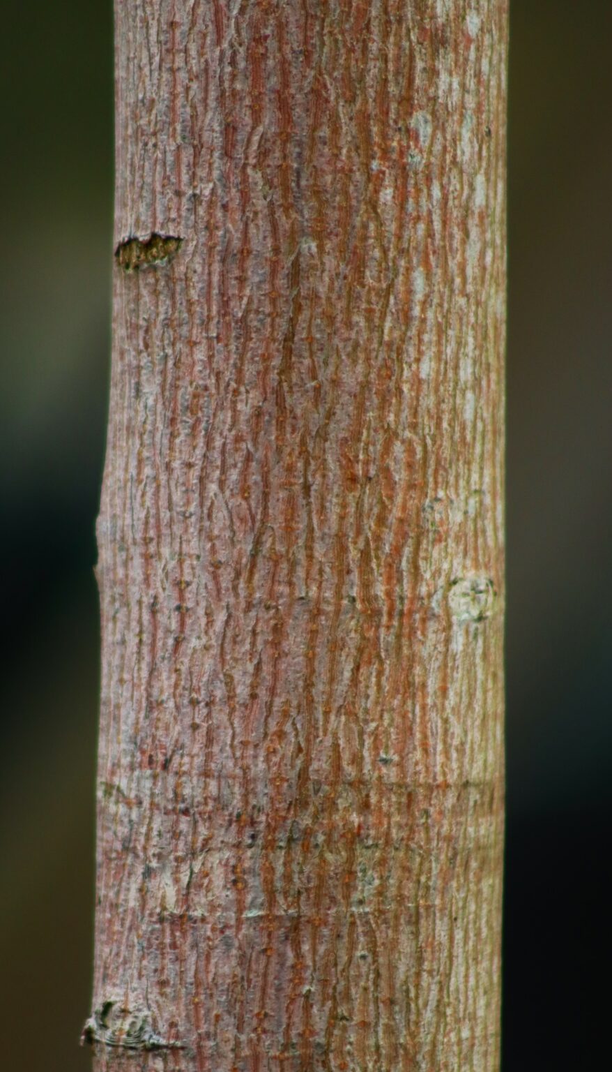 Acer cappadocicum ‘Rubrum' | Hillier Trees