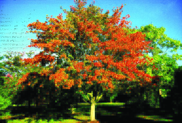 Acer davidii ‘George Forrest' | Hillier Trees