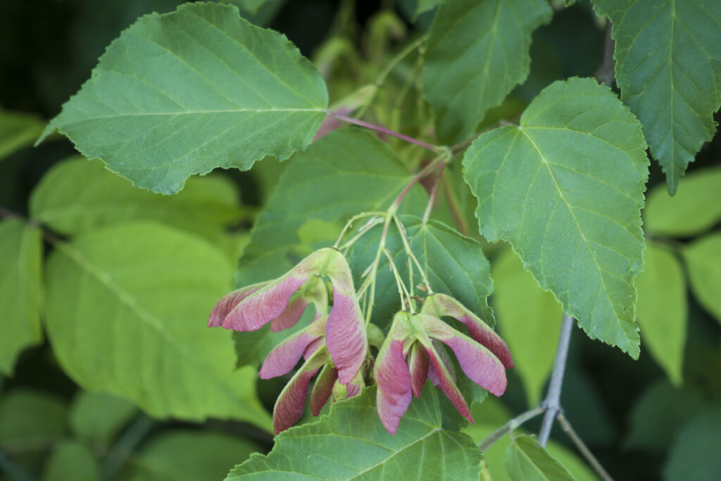 Acer davidii | Hillier Trees