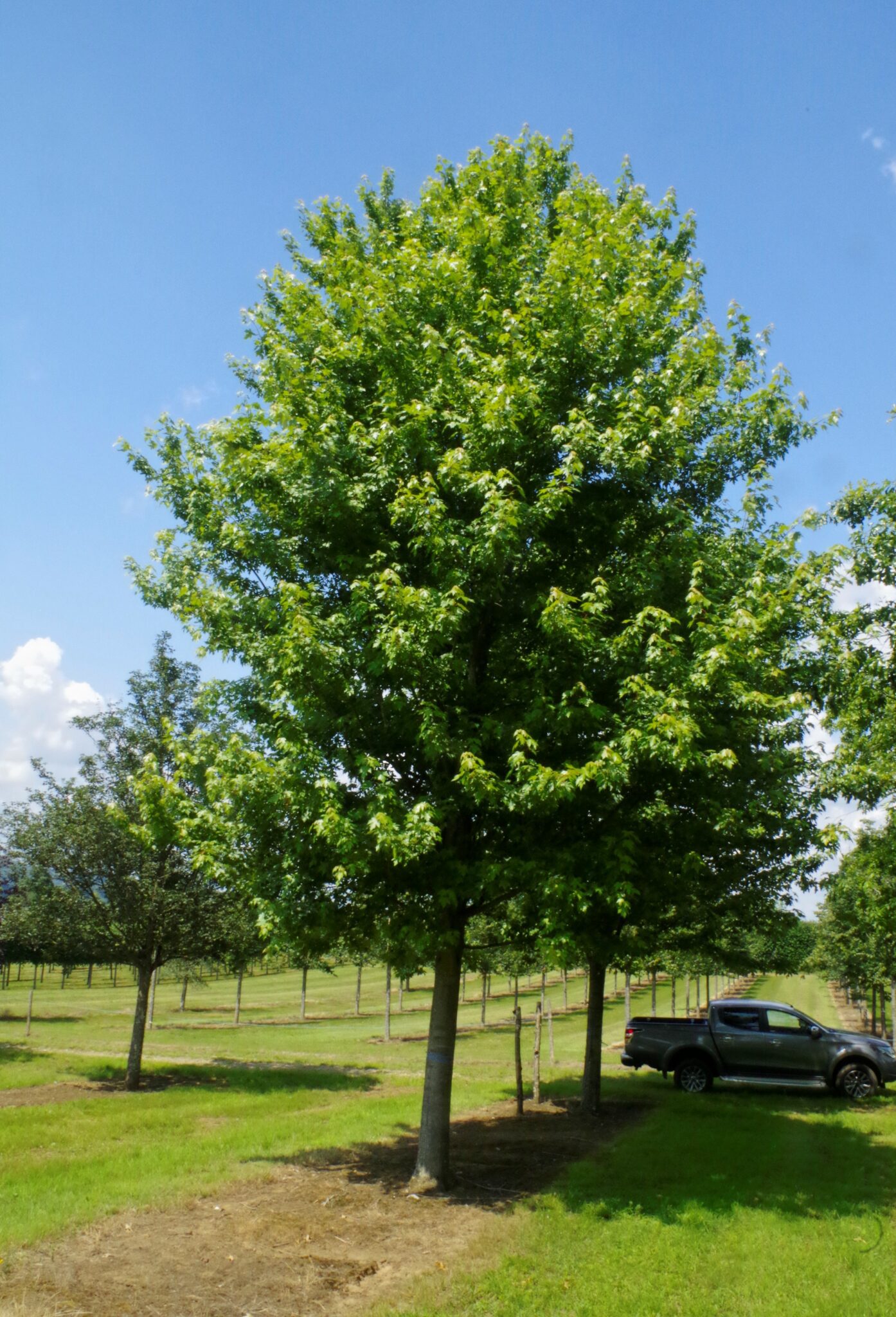 Acer x freemanii 'Autumn Blaze' | Hillier Trees