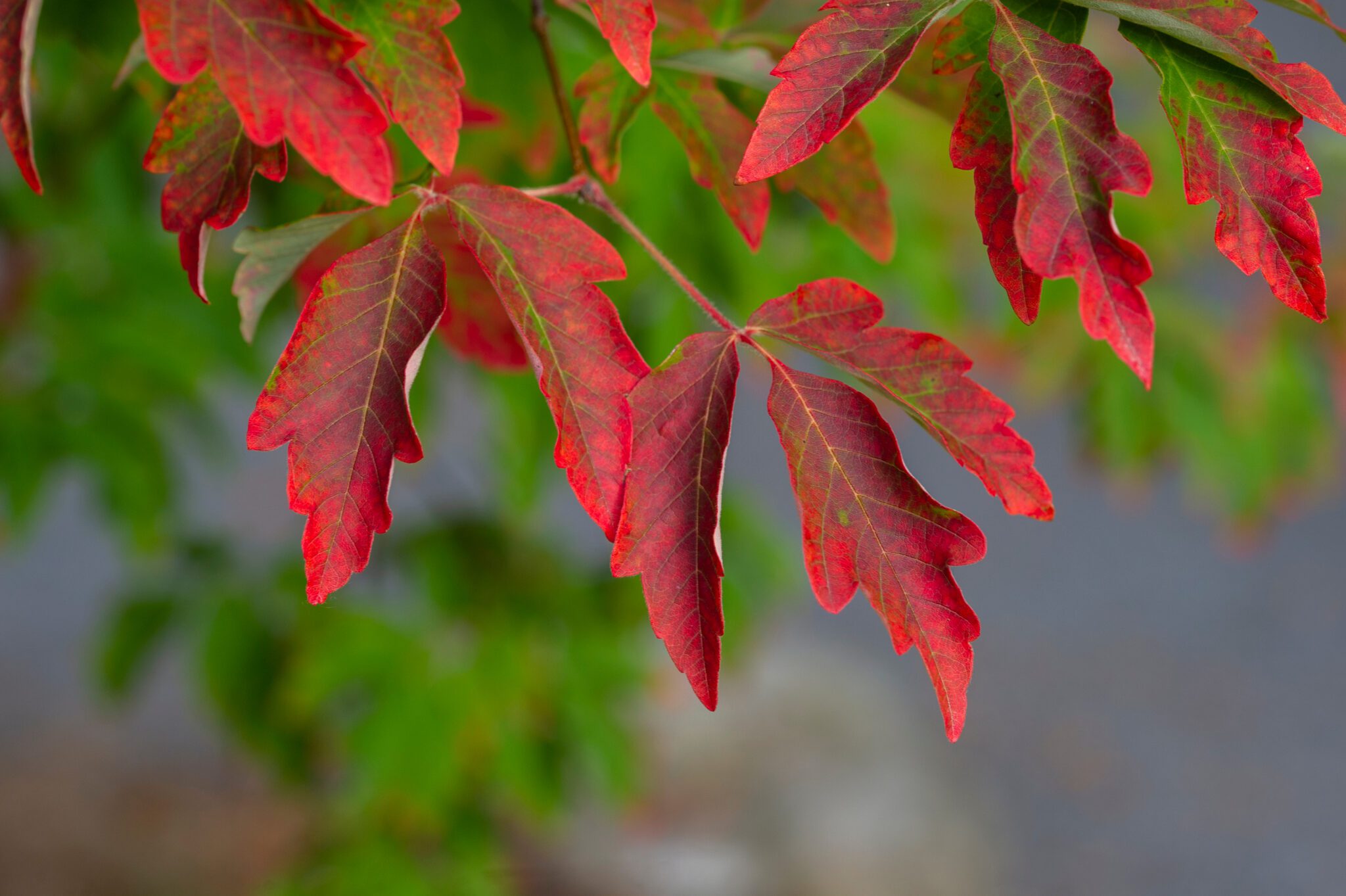 Acer Griseum 'Paperbark Maple' Tree