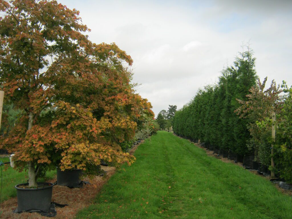 Acer palmatum 'Red Wings' | Hillier Trees