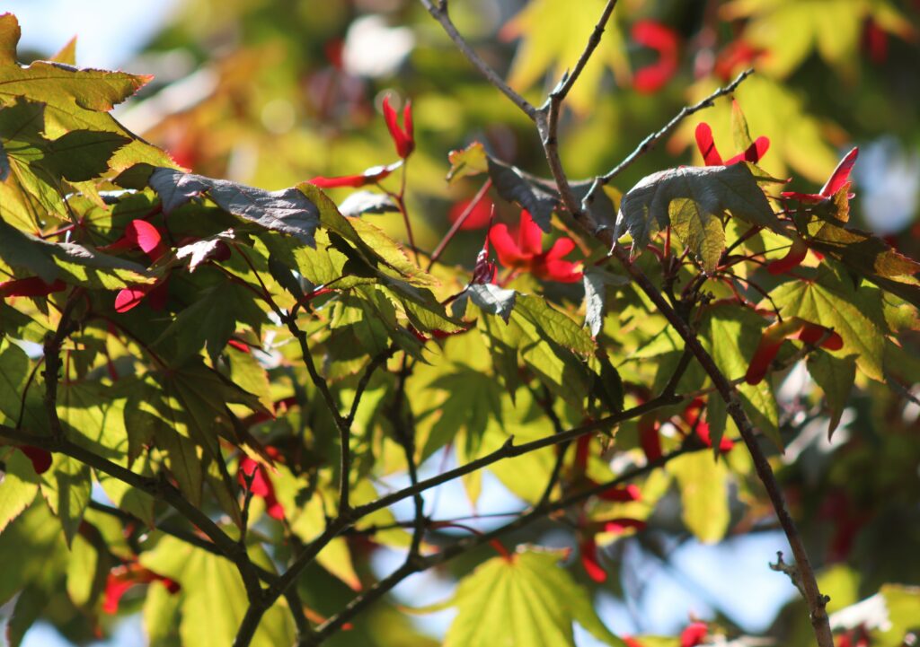Acer palmatum 'Red Wings' | Hillier Trees