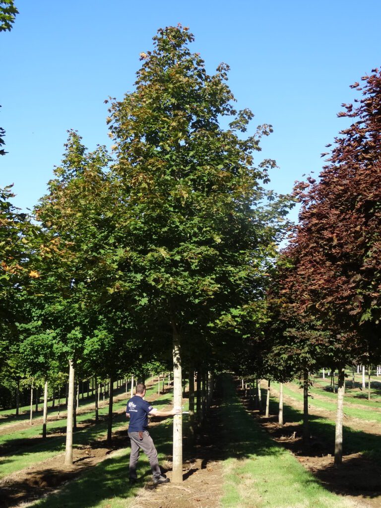 Acer platanoides ‘Deborah’| Hillier Trees