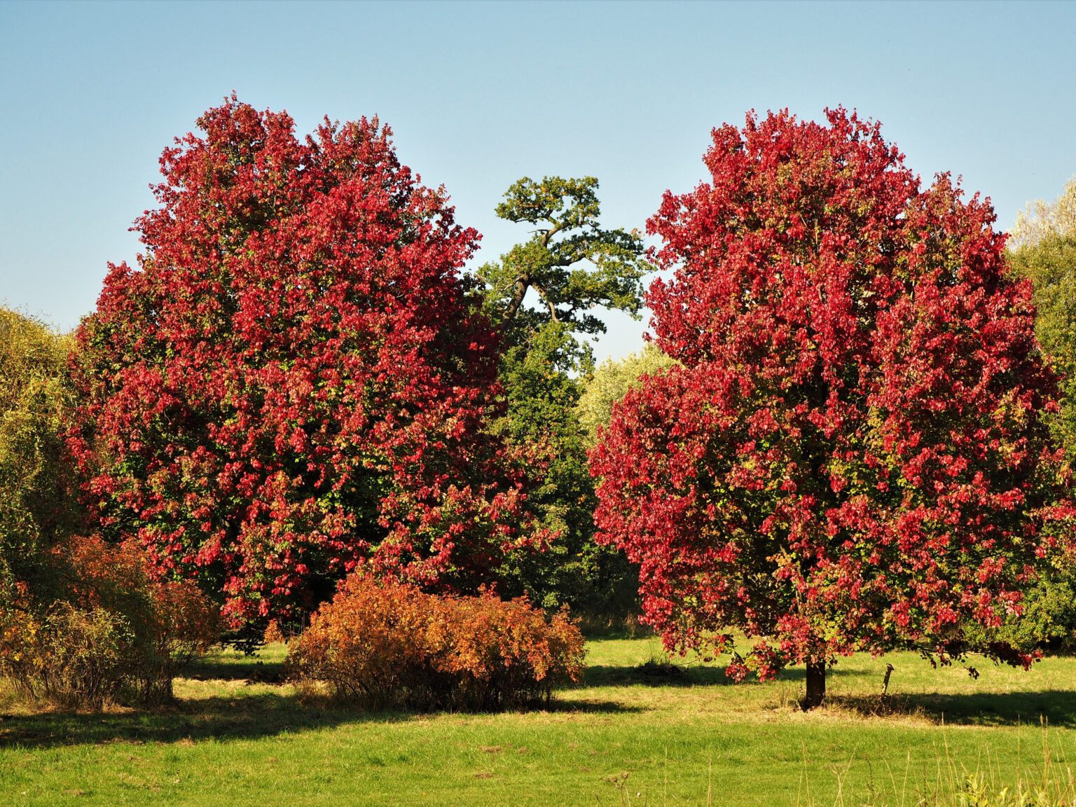 Choosing the Right Trees for Wet Soil