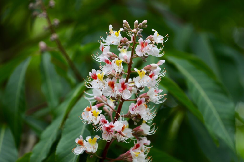 Aesculus indica Tree | Hillier Trees