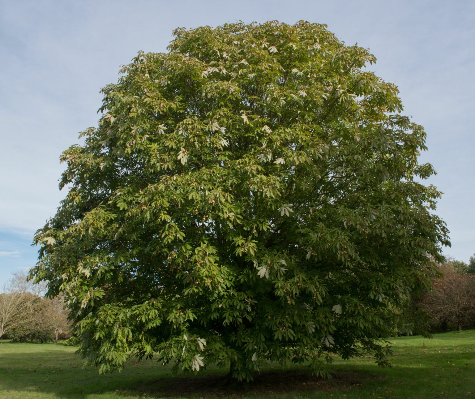 Aesculus indica Tree | Hillier Trees