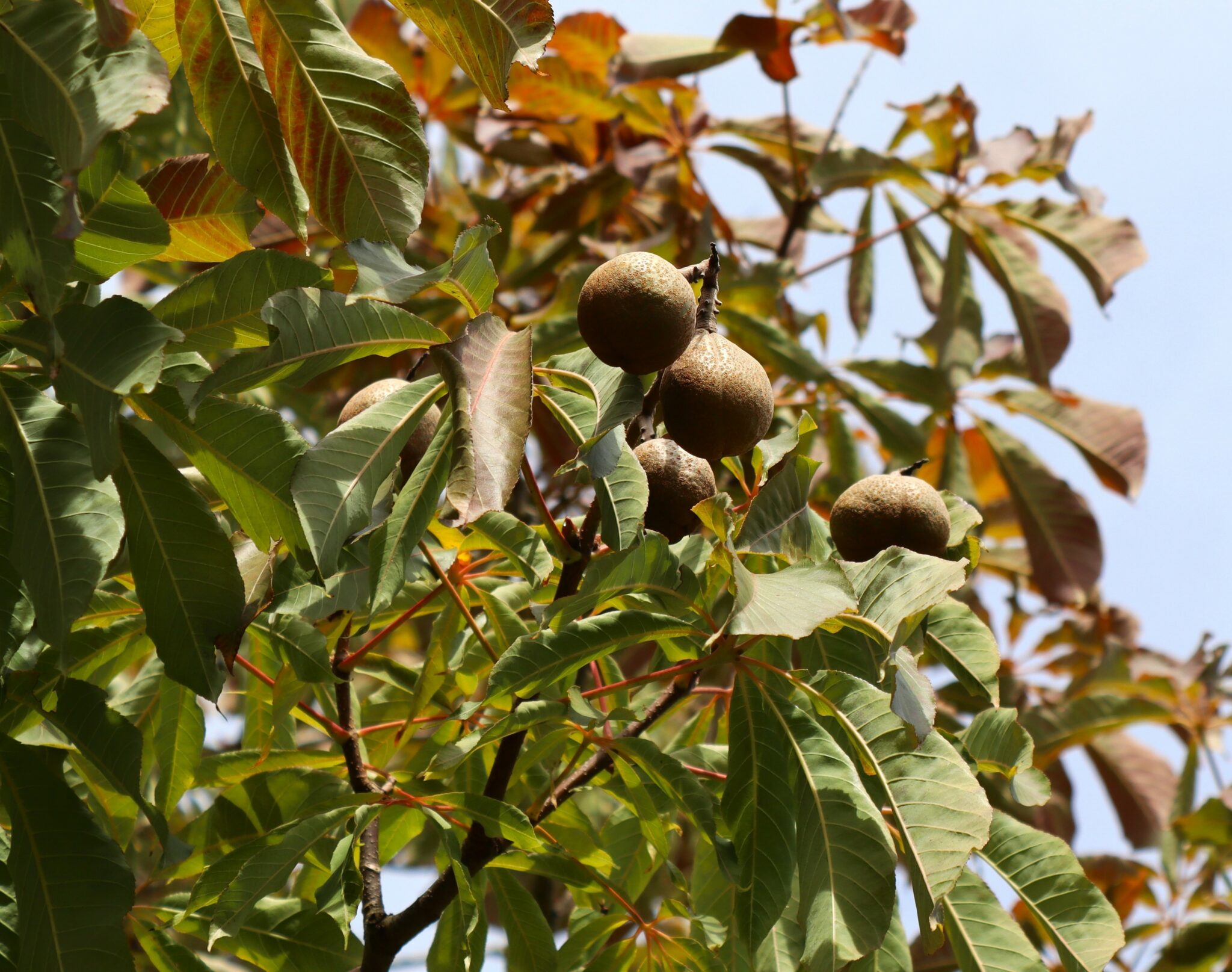 Aesculus indica Tree | Hillier Trees