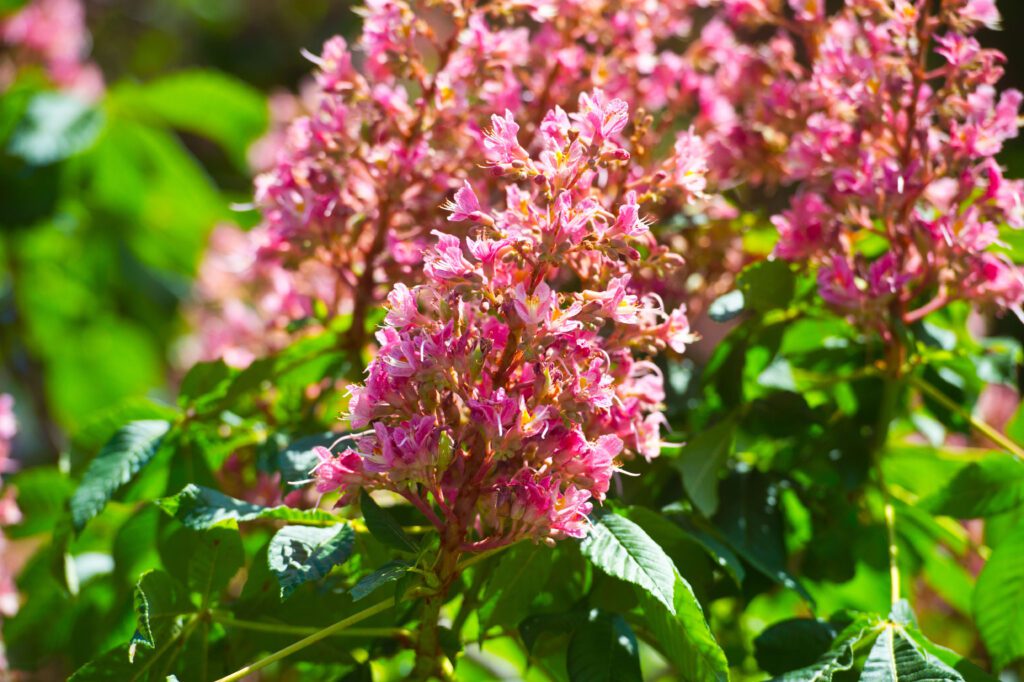 Aesculus x carnea 'Briotii' Tree | Hillier Trees