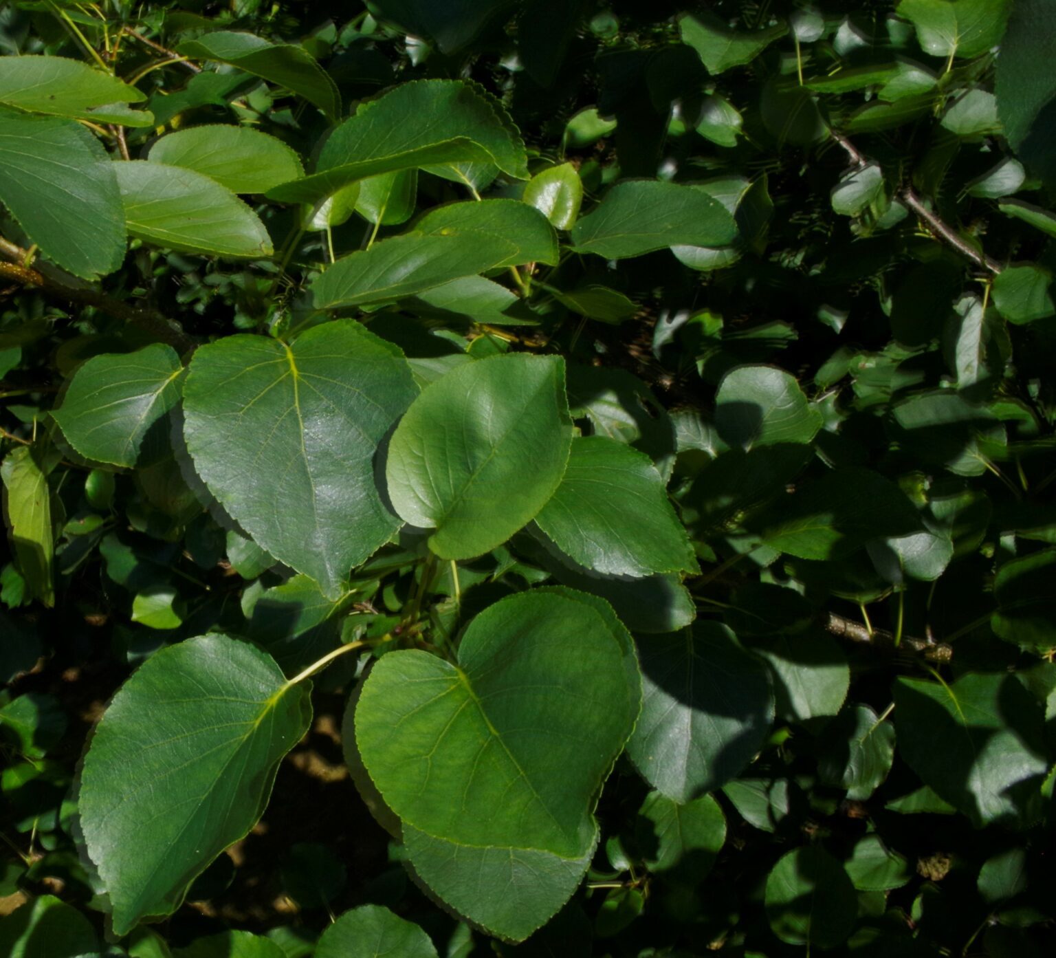 Alnus cordata Tree | Hillier Trees