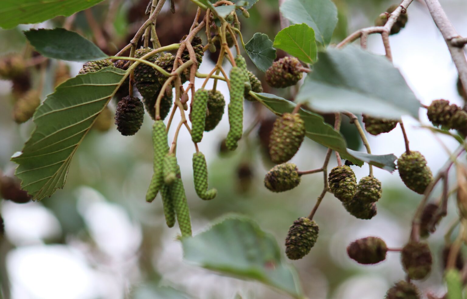 Alnus glutinosa Tree | Hillier Trees