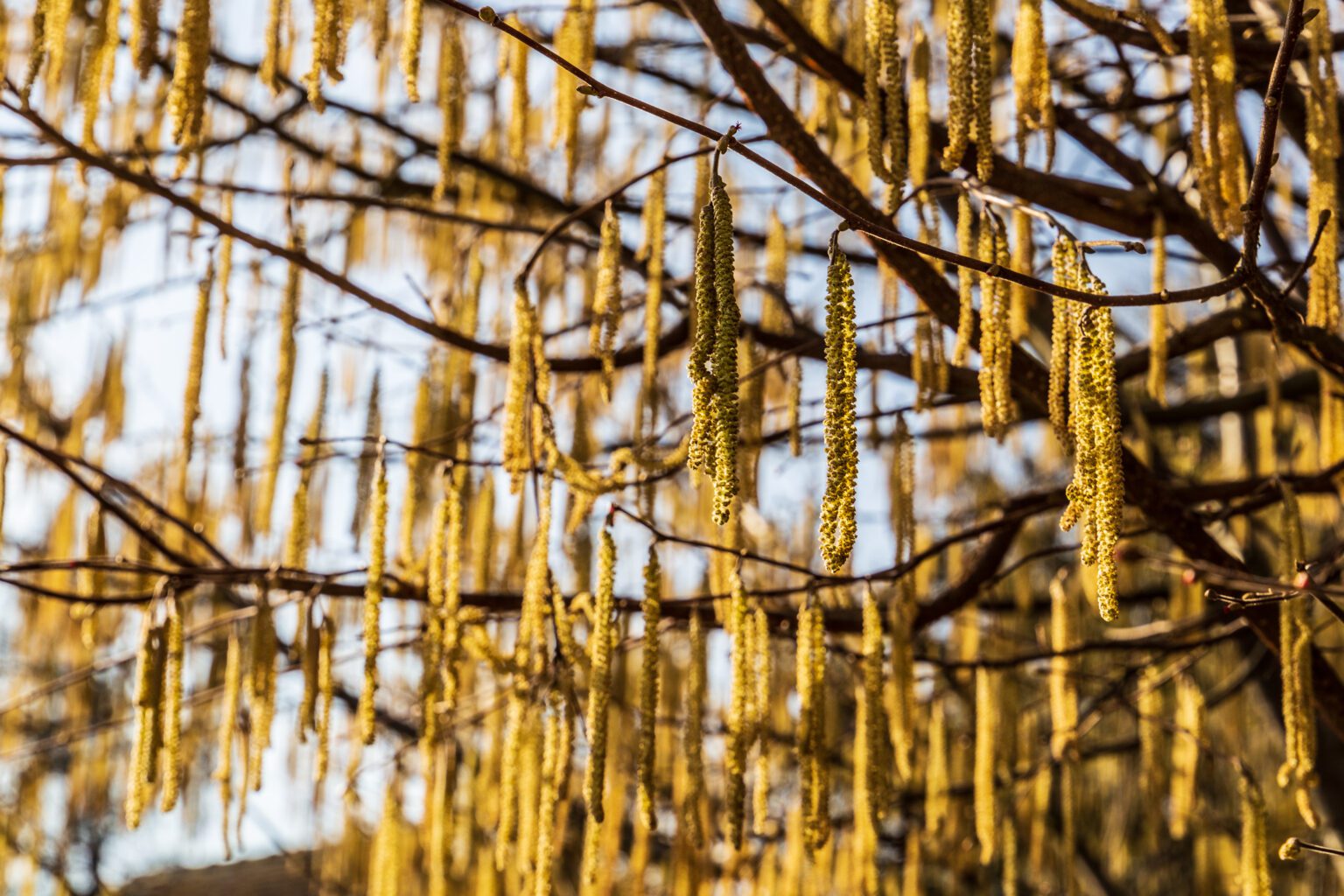 Alnus glutinosa Tree | Hillier Trees