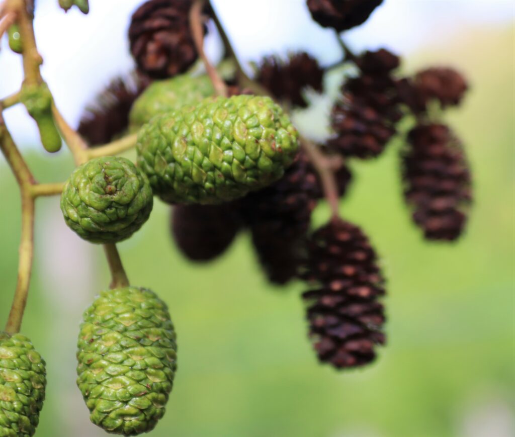 Alnus glutinosa Tree | Hillier Trees