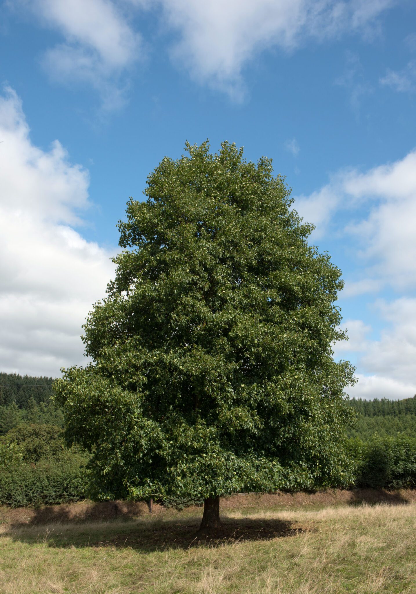 Alnus glutinosa Tree | Hillier Trees
