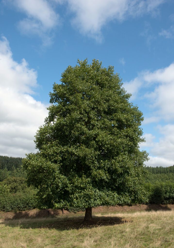 Alnus glutinosa Tree | Hillier Trees