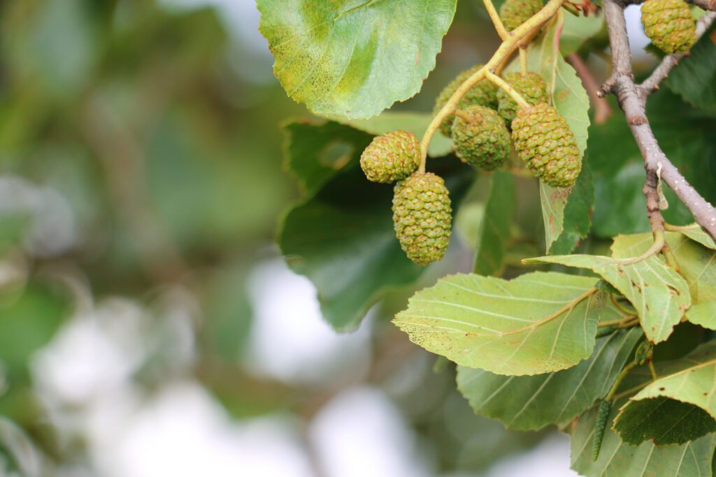 Alnus incana Tree | Hillier Trees