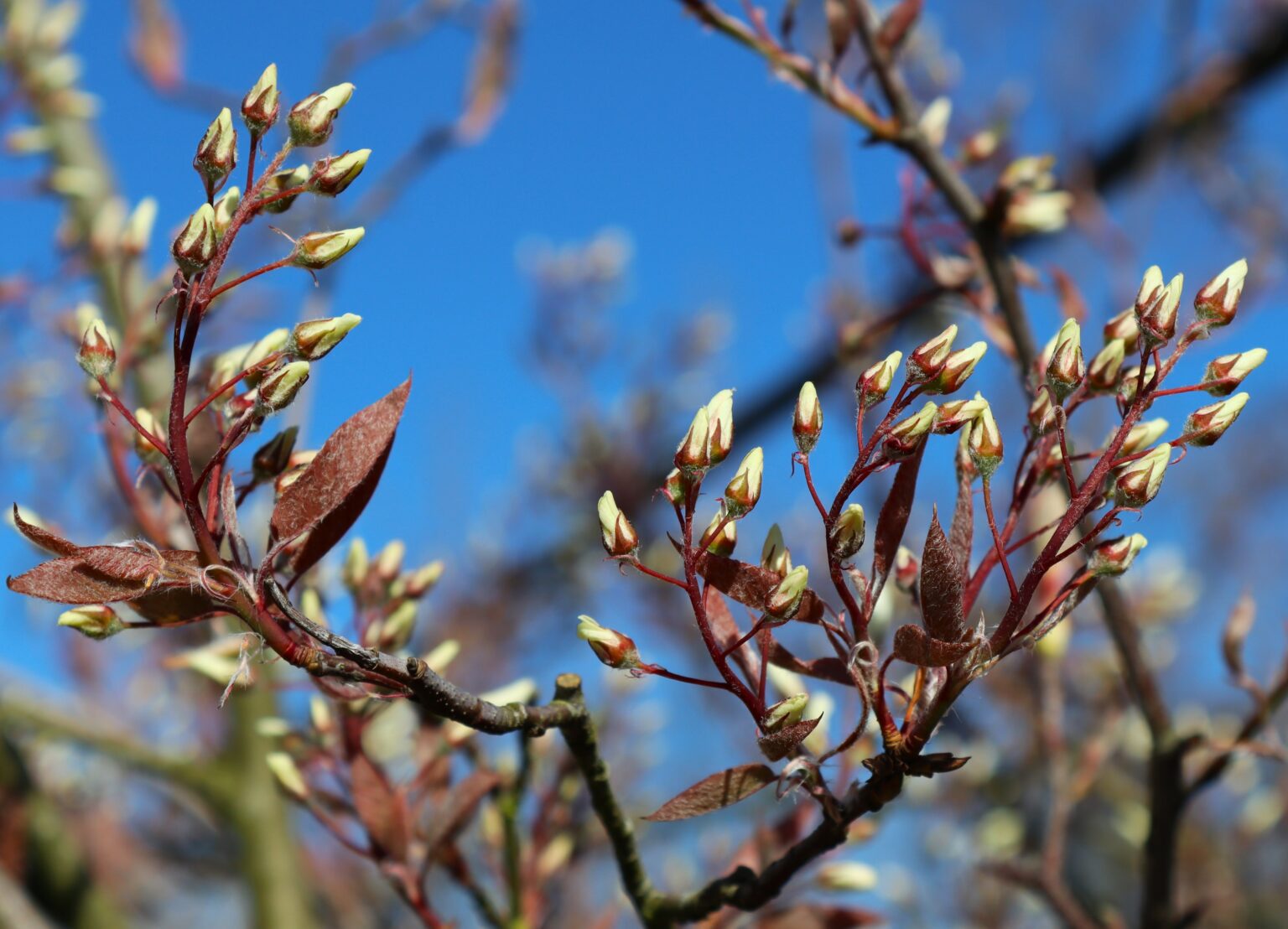 Amelanchier lamarckii ‘Snowy Mespilus’ Tree | Hillier Trees