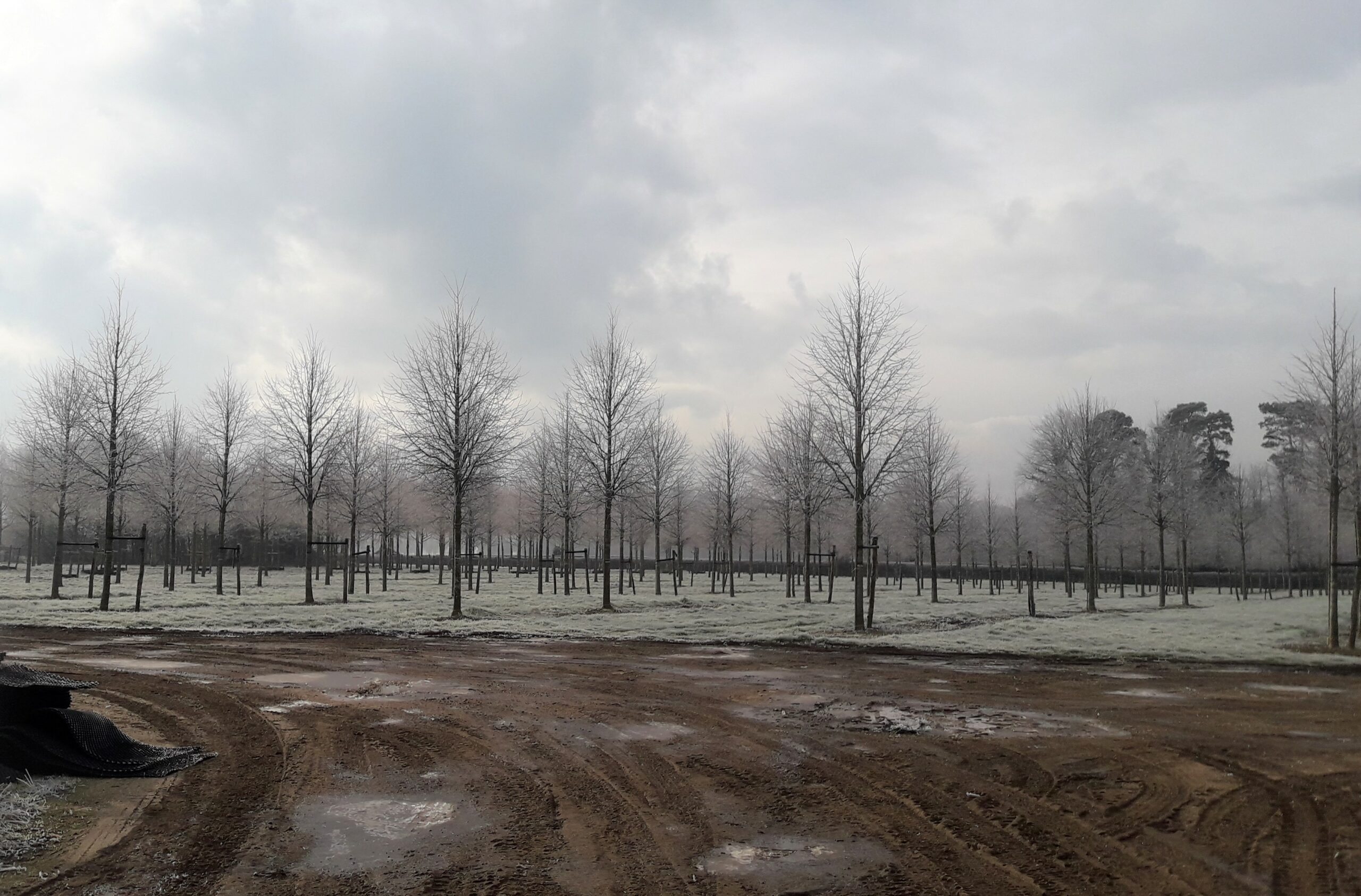 Winter on our field tree nursery - Hillier Trees