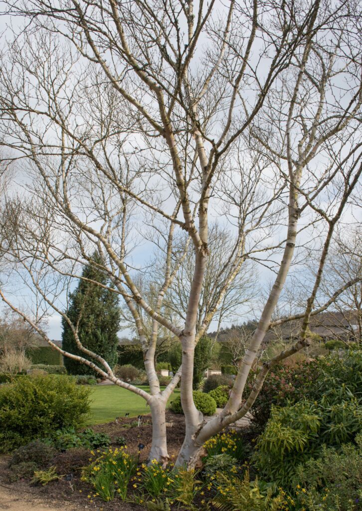 Betula ermanii Tree | Hillier Trees