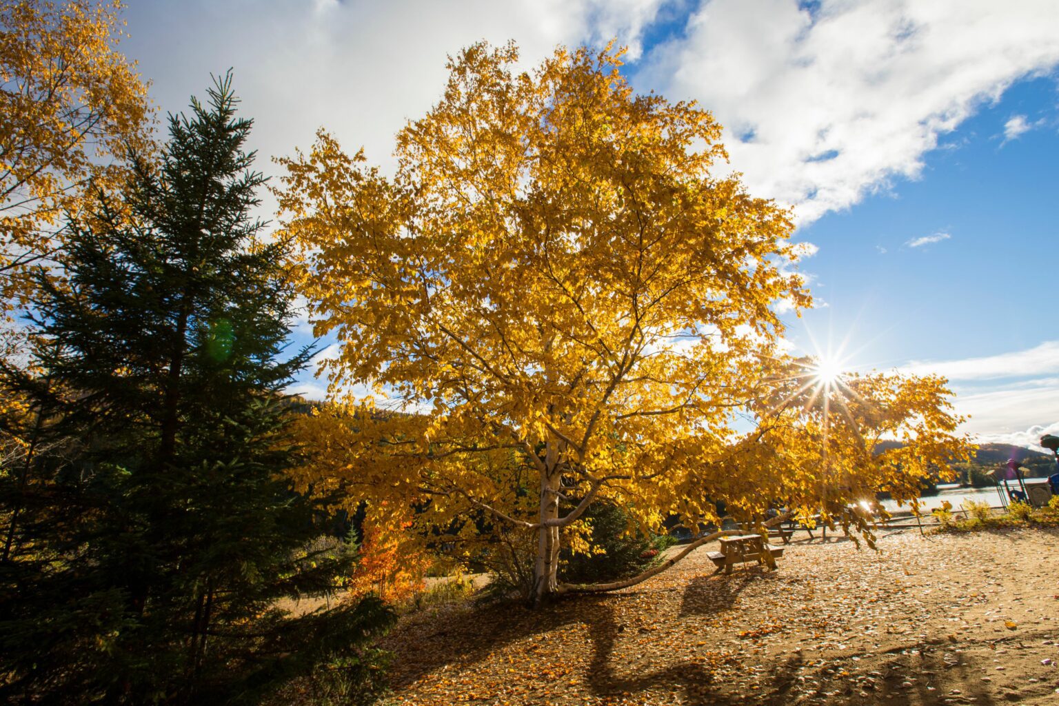 Betula papyrifera 'kenaica' Tree | Hillier Trees