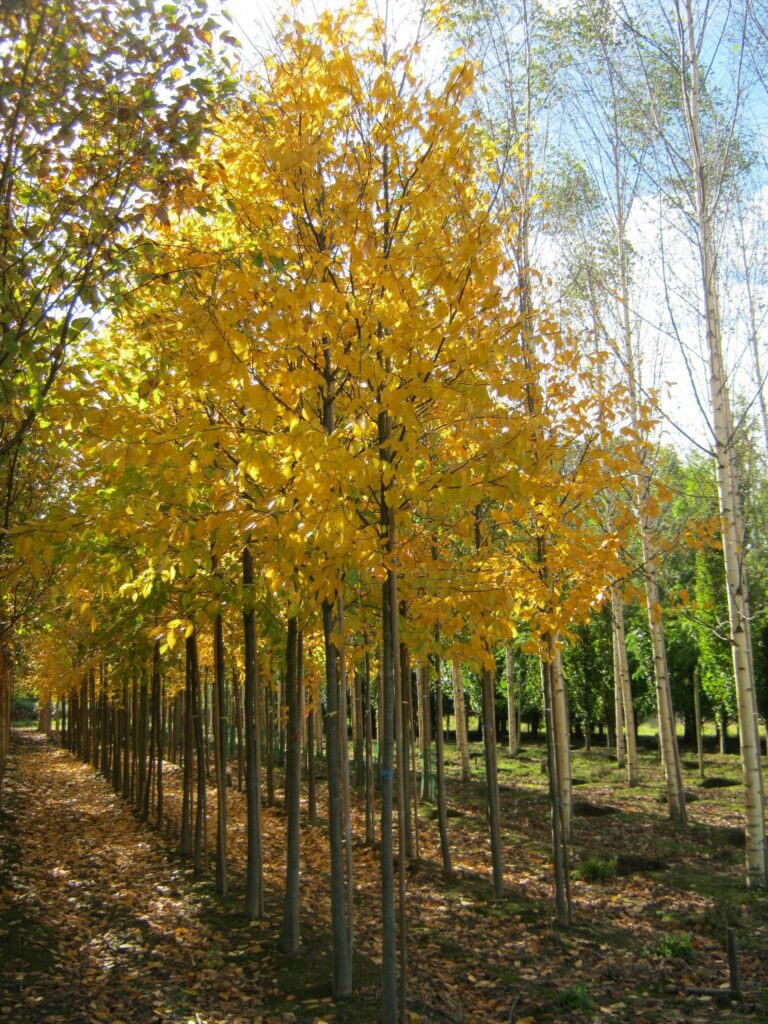 Betula lenta Tree | Hillier Trees