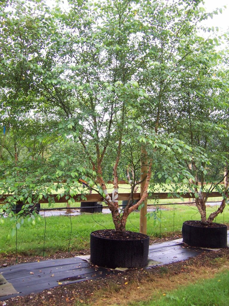 Sustainable Urban Drainage Systems (SUDS): Best SUDS Trees