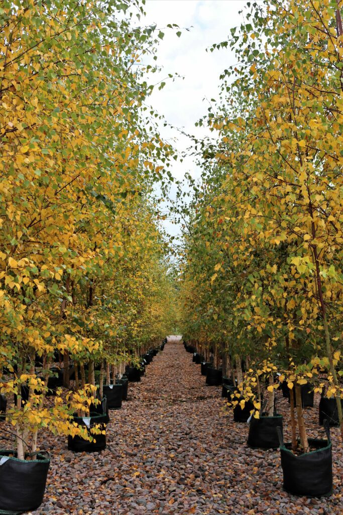 Betula pendula Tree | Hillier Trees