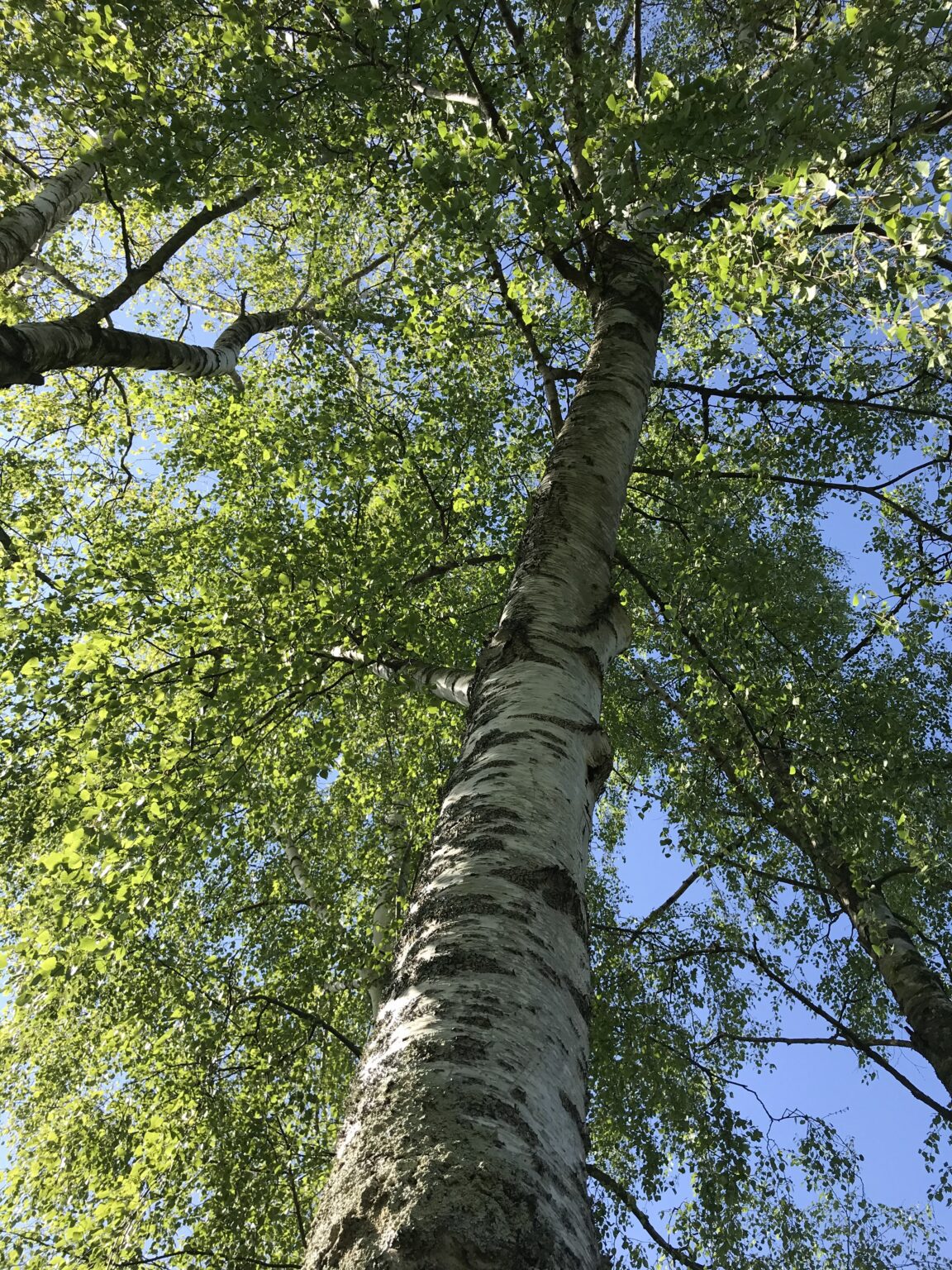 Betula pendula Tree | Hillier Trees