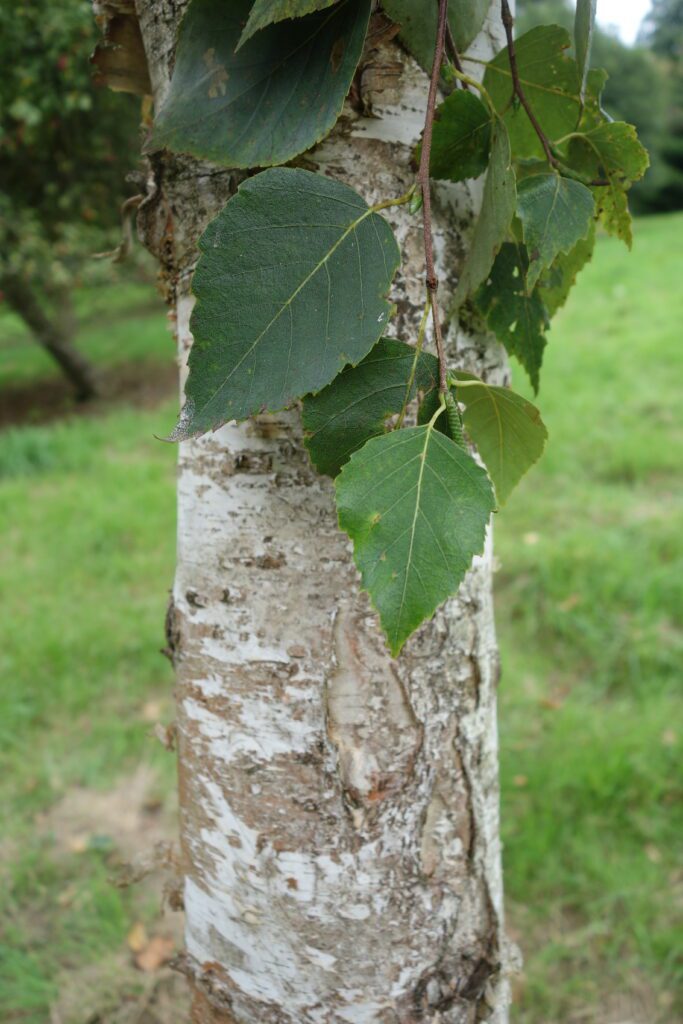 Betula szechuanica Tree | Hillier Trees